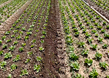 FarmWise | Feeding Our World and Our Future